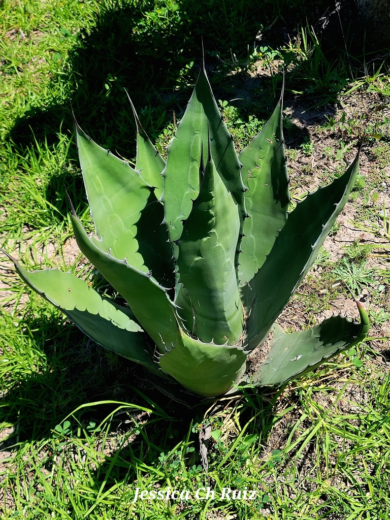 Pulque agave from Privada la Paz, Pachuca de Soto, Hgo., México on ...