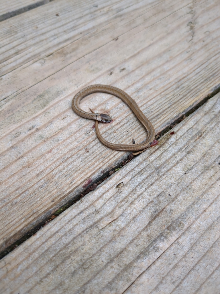 DeKay's Brownsnake from Glen Arbor, MI 49636, USA on October 12, 2024 at 01:53 PM by jladamczyk ...