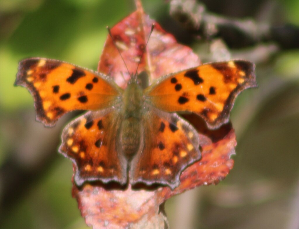 Eastern Comma from Huron County, ON, Canada on October 12, 2024 at 01: ...