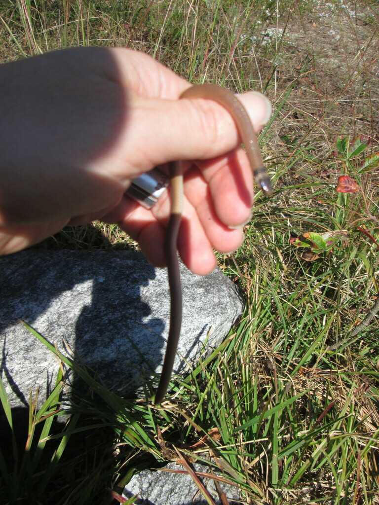 Southeastern Crowned Snake from Rocky Face Mountain Recreational Area ...