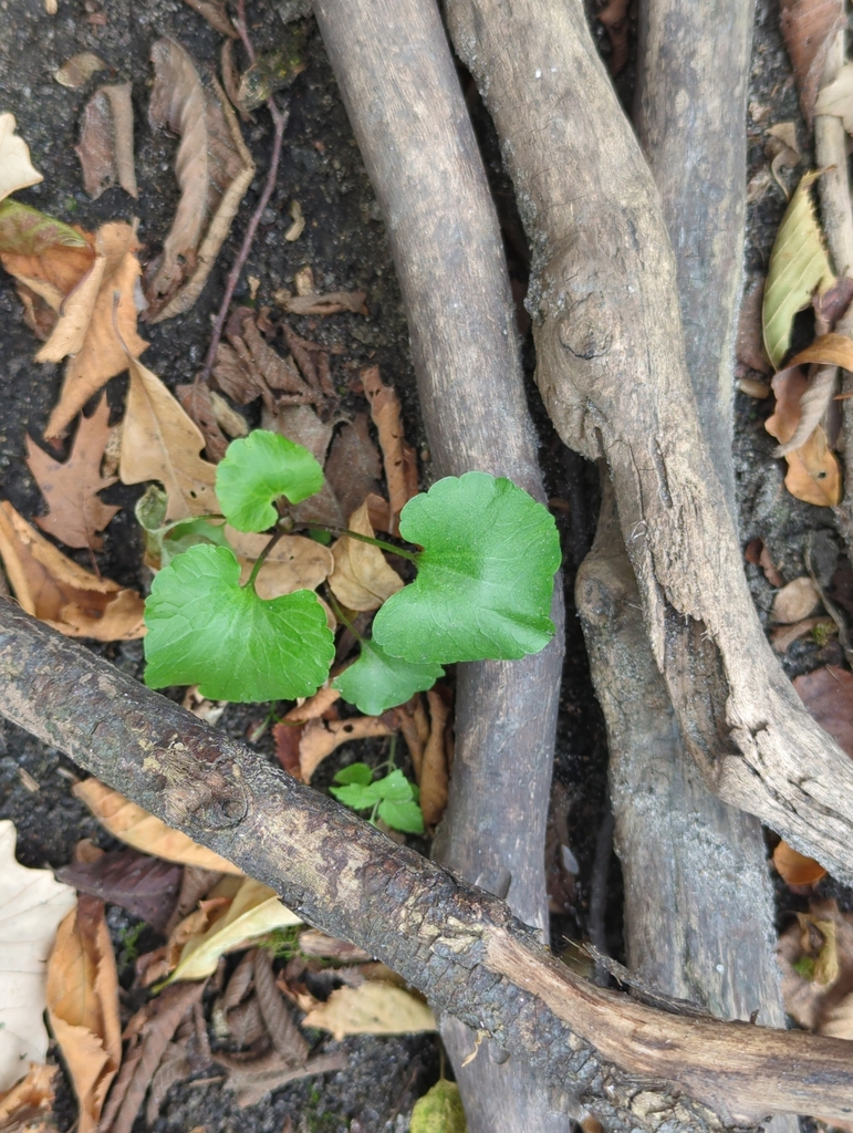 small-flowered buttercup from Waterville Township, MN, USA on October ...