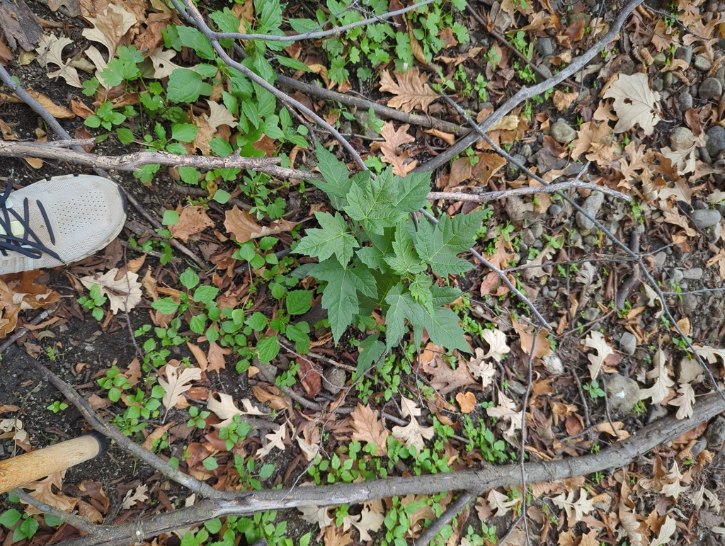Amur Maple from Waterville Township, MN, USA on October 12, 2024 at 12: ...