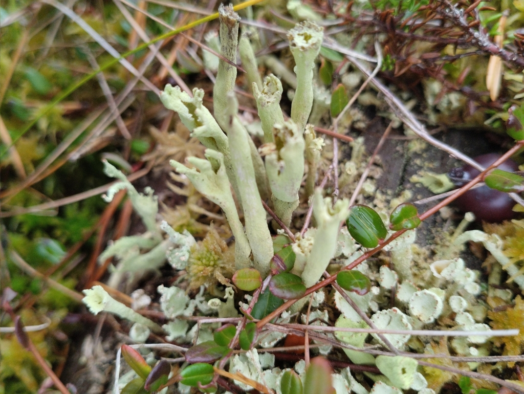 Greater Sulphur-cup Lichen from Ленинградская обл., Россия, 188287 on ...