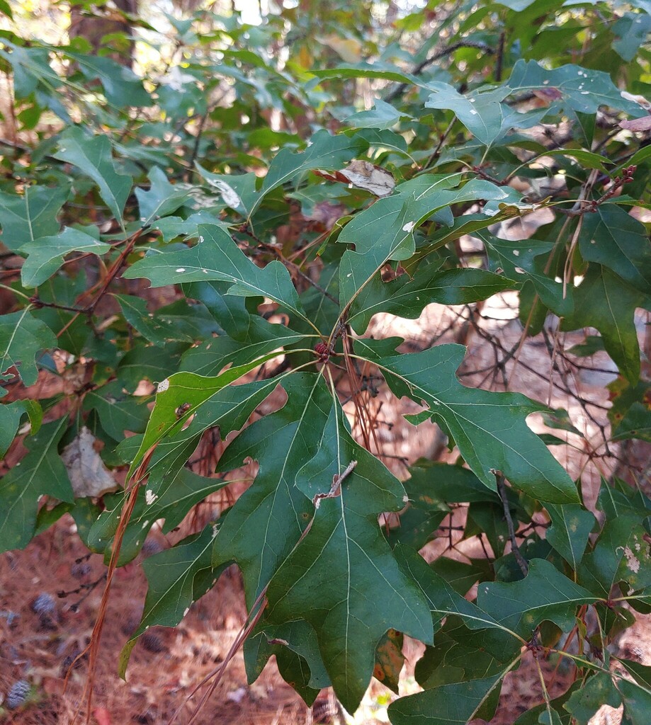 Georgia Oak from Dekalb County, GA, USA on October 11, 2024 at 10:46 AM ...