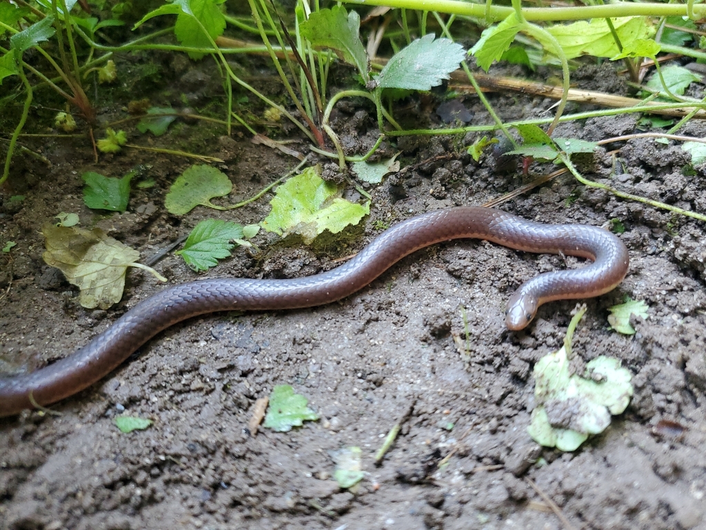Eastern Worm Snake from Clayton on October 7, 2024 at 11:31 AM by ...