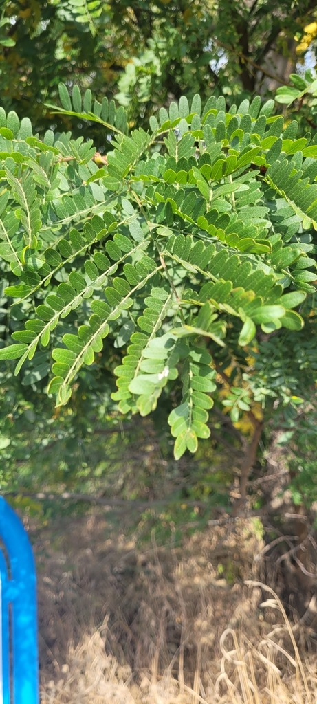 honey locust from Lind-Bohanon, Minneapolis, MN, USA on October 12 ...