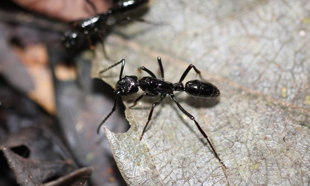 Wolf Ant from Madre de Dios, Peru on July 9, 2024 at 02:32 AM by ...