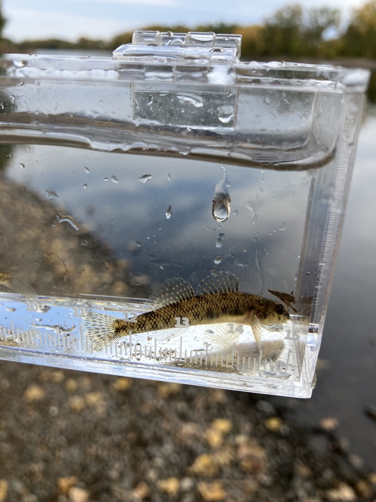 Johnny Darter from Mississippi River, Minneapolis, MN, US on October 12 ...