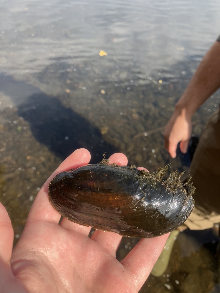 Black Sandshell from N Mississippi Dr, Minneapolis, MN, US on October ...