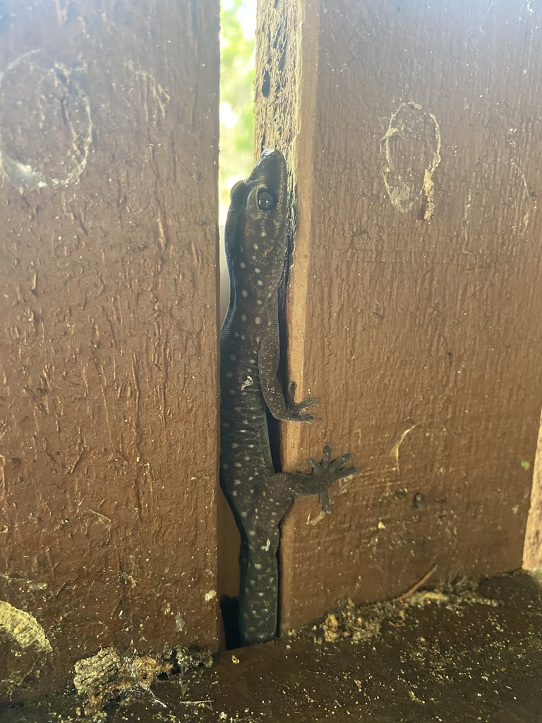 Southern Spotted Velvet Gecko from K'Gari (Fraser Island) Recreation ...