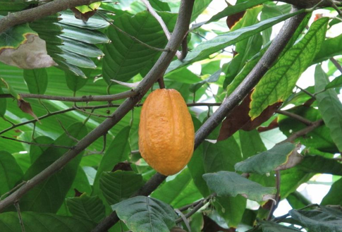 cacao tree from San Cristobal, Ecuador on June 29, 2019 at 10:27 AM by ...