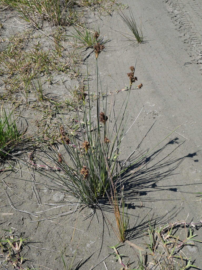 spiny rush from Foxton Beach, New Zealand on October 11, 2024 at 12:14 ...