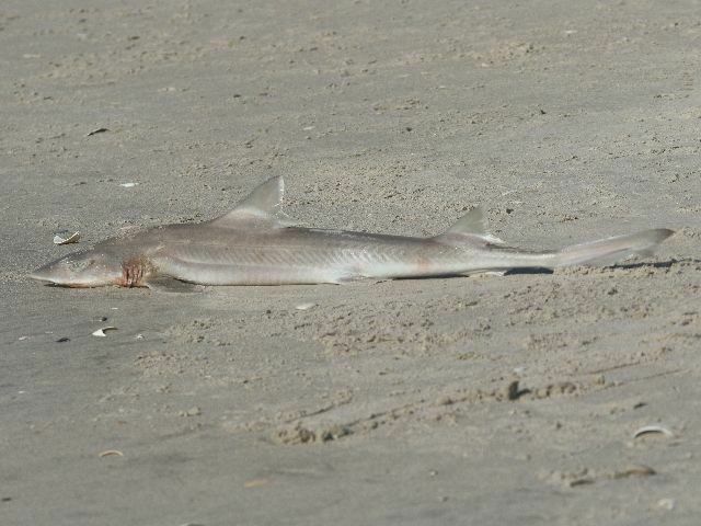 Dusky Smooth-hound in October 2024 by stevewalternature. Another ...