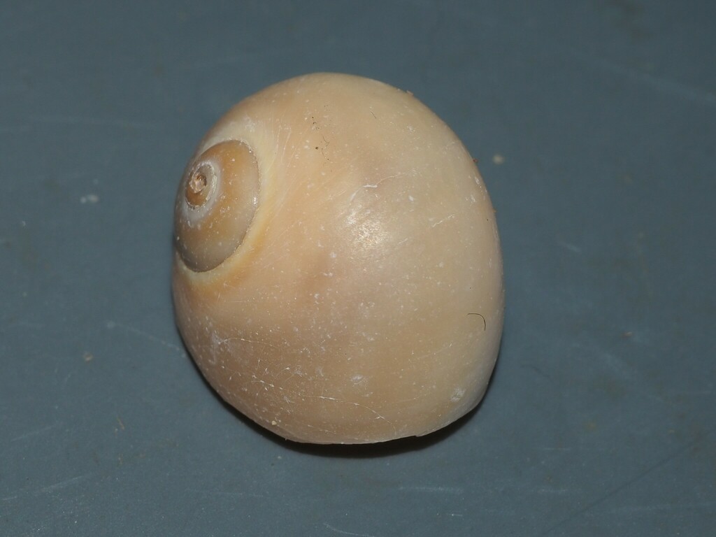 Bladder Moon Snail from Woolgoolga NSW 2456, Australia on October 9 ...