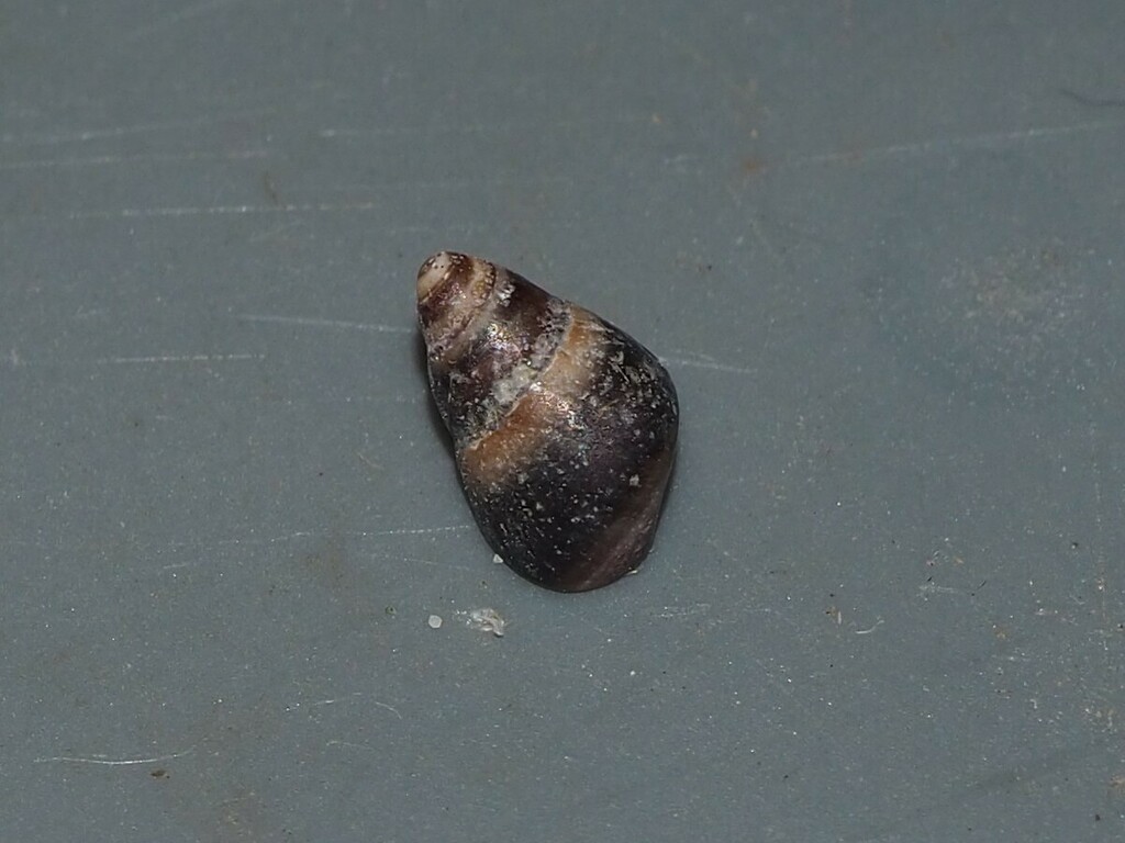 Little Blue Periwinkle from Woolgoolga NSW 2456, Australia on October 9 ...
