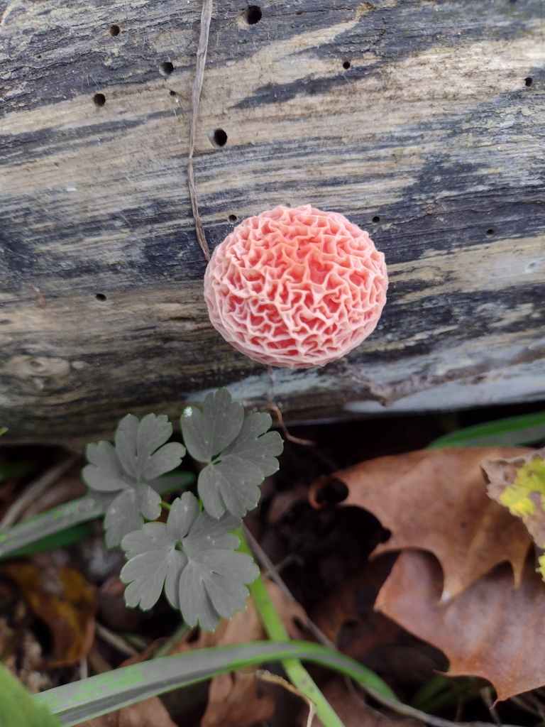 Lentinula reticeps from Orange Township, IN, USA on October 12, 2024 at ...