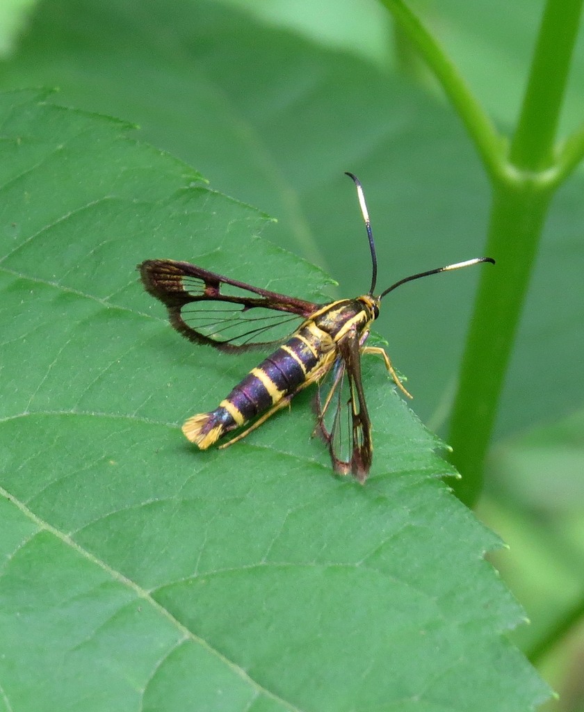 Ironweed Clearwing Moth (WNC Moths) · iNaturalist