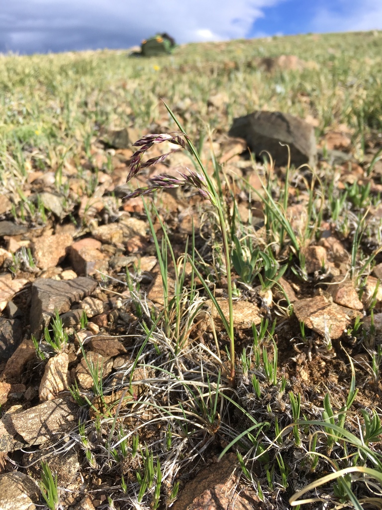 Arctic Bluegrass from Taos County, US-NM, US on July 2, 2019 at 06:17 ...