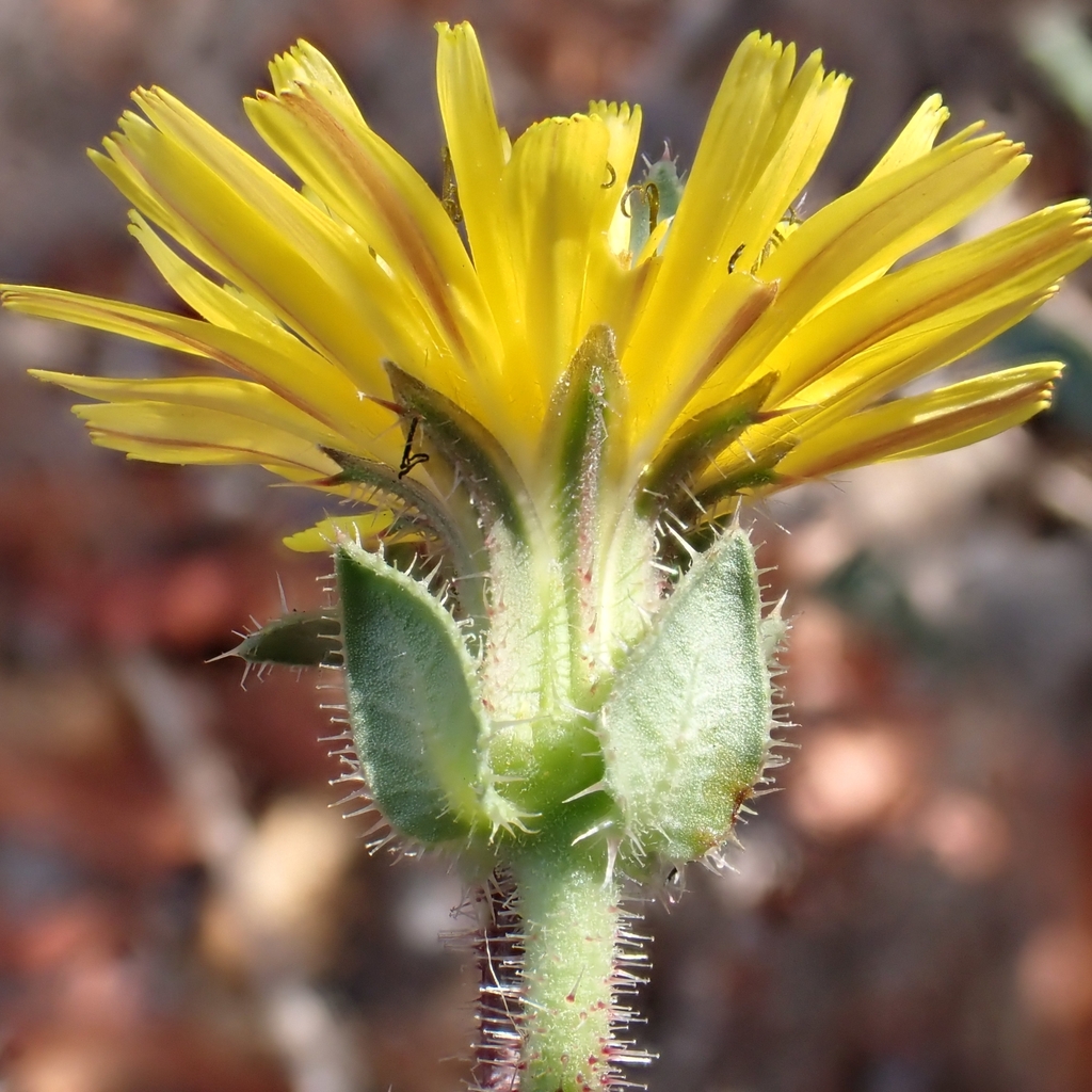 bristly oxtongue from San Joaquin Marsh, Irvine, CA 92612, USA on ...