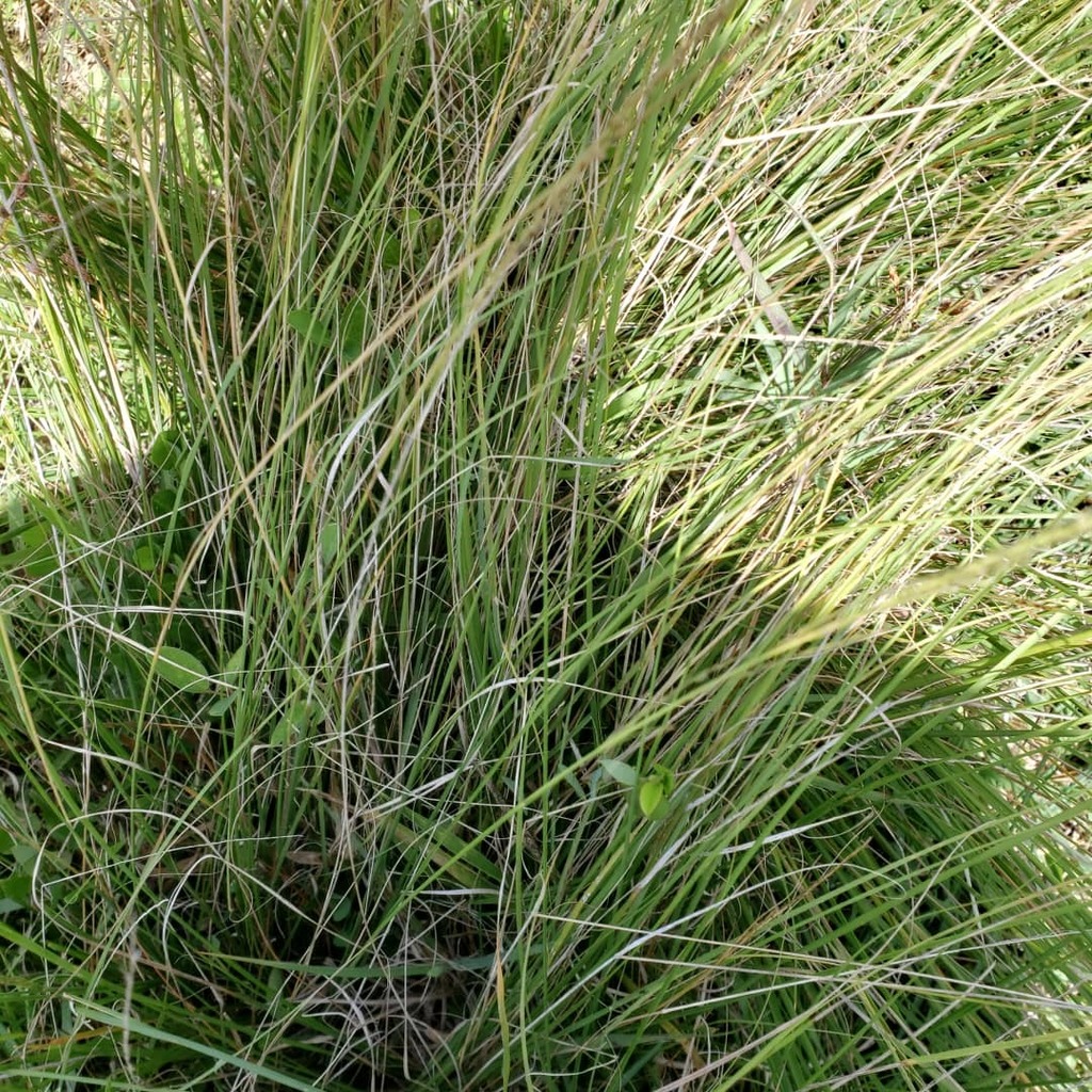 Ngongoni Three-awn from Acul-du-Nord, Haiti by cartographie · iNaturalist