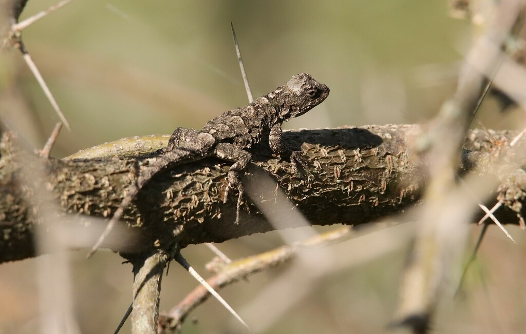 Tropical tree lizard from Magdalena, Jal., México on October 12, 2024 ...