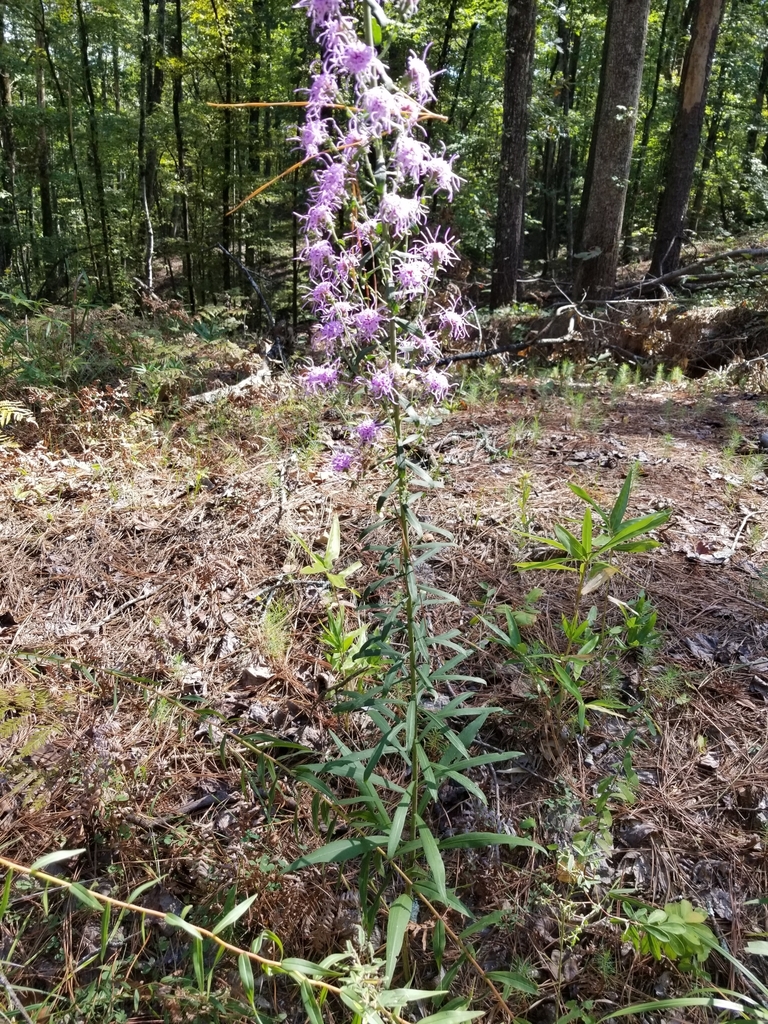 Appalachian blazing star from Louisville, MS 39339, USA on October 12 ...
