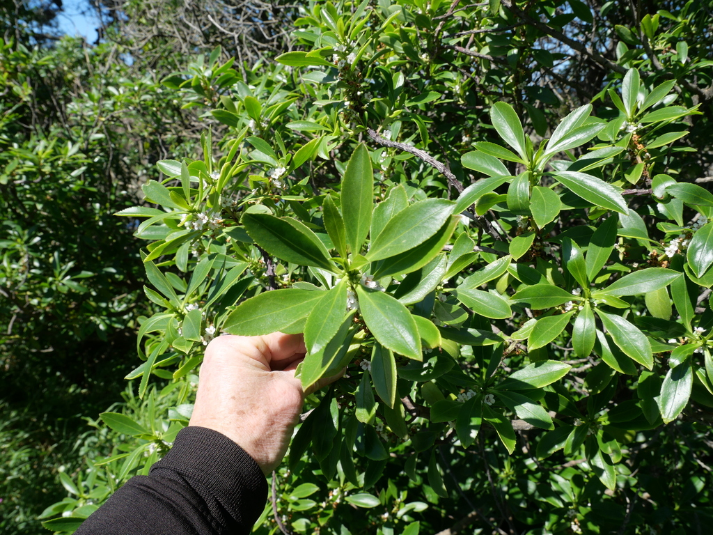 common boobialla from Foxton Beach, New Zealand on October 11, 2024 at ...