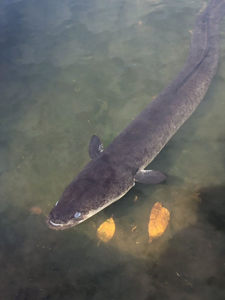 Australian Long-finned Eel from The Royal Botanic Gardens, Sydney, NSW ...