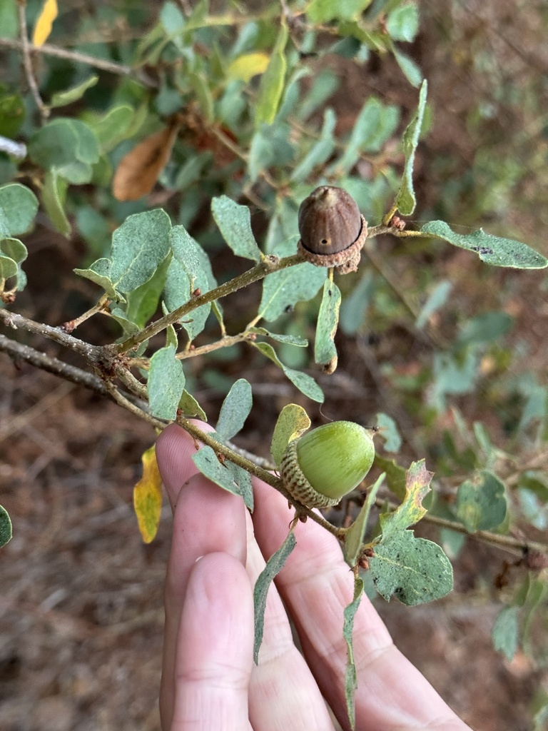 Torrey's Hybrid Oak from Mount Barnard Ave, San Diego, CA, US on ...