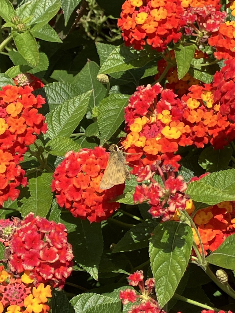 Huron Sachem from Pennsylvania Ave, Philadelphia, PA, US on October 12 ...