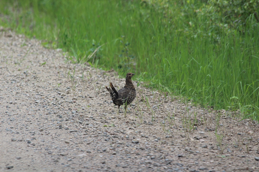 Spruce Grouse from Ispuchaw Lake Campground on July 1, 2019 at 12:52 PM ...