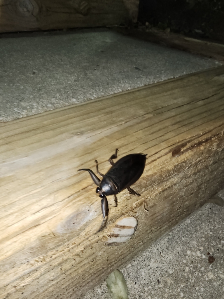 Eastern Toe-biter on October 12, 2024 at 08:18 PM by indigoquinn ...