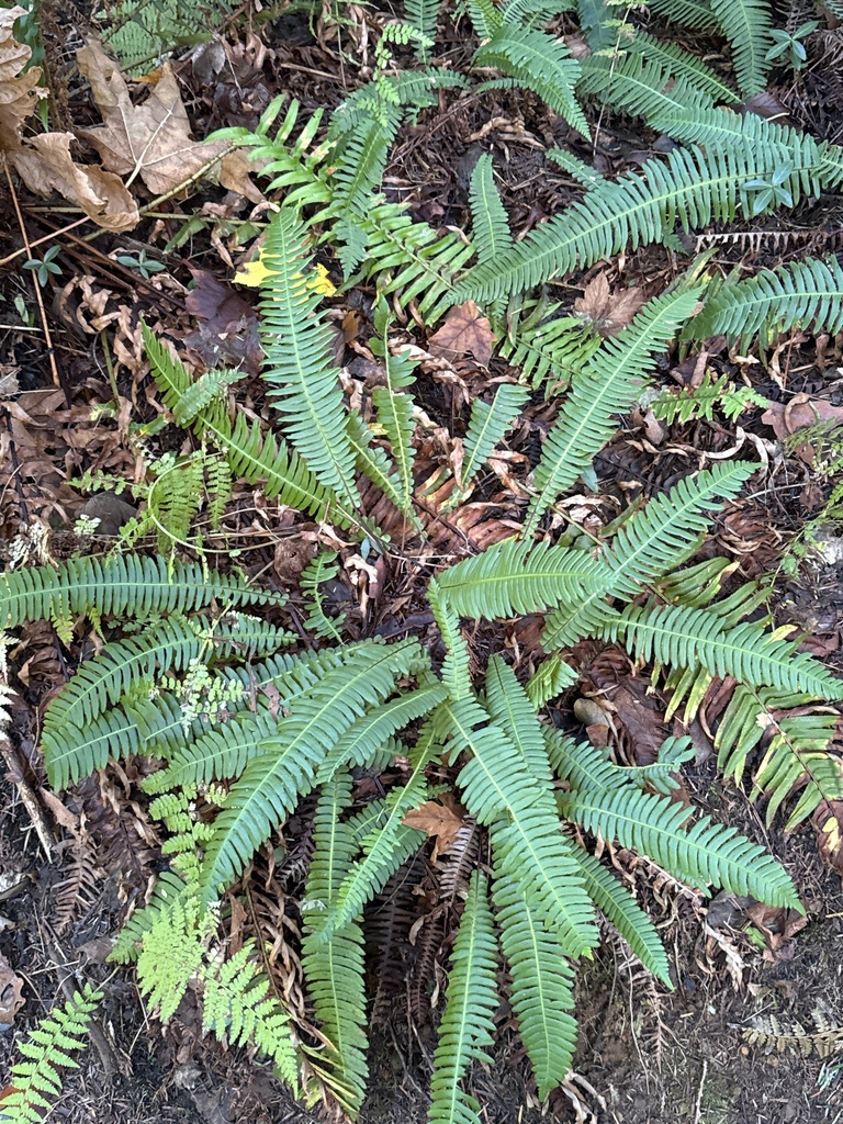 deer fern from Tynehead, Surrey, BC, CA on October 12, 2024 at 10:10 AM ...
