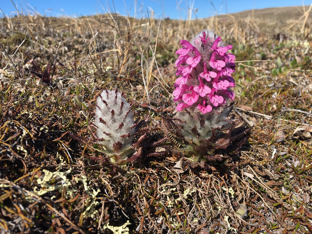 Woolly Lousewort (Pedicularis lanata) - Botanical Realm