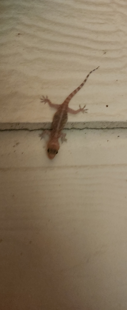 Mediterranean House Gecko from Springfield At Thaxton Road, Austin, TX ...
