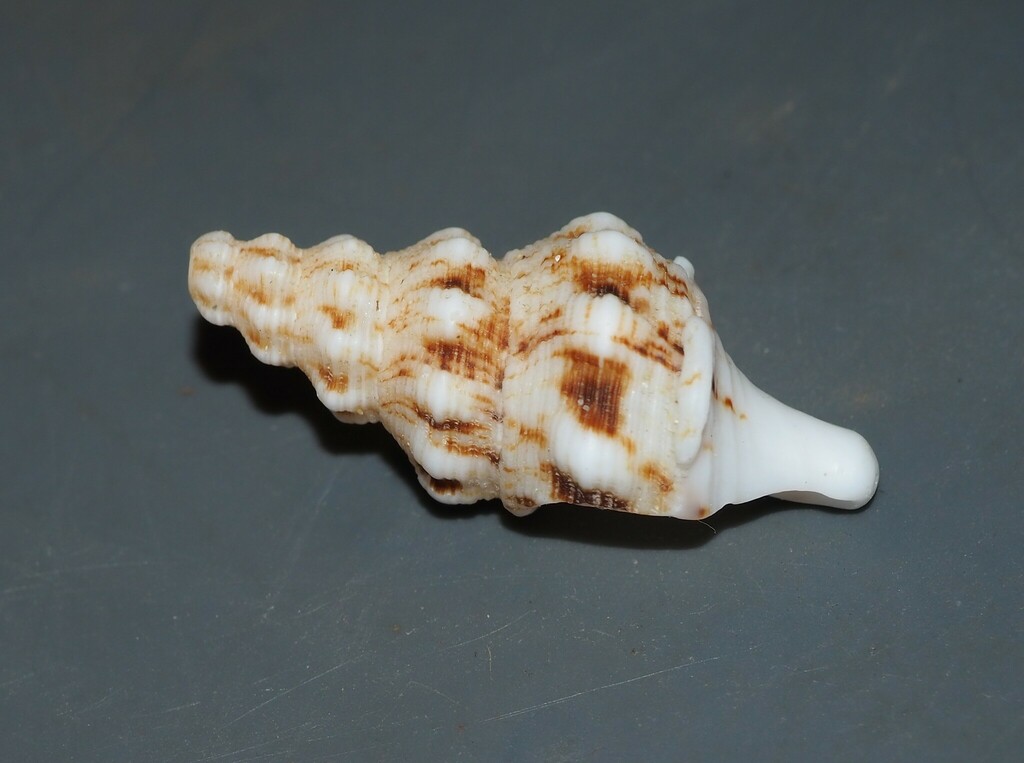 Nicobar spindle from Woolgoolga NSW 2456, Australia on October 9, 2024 ...