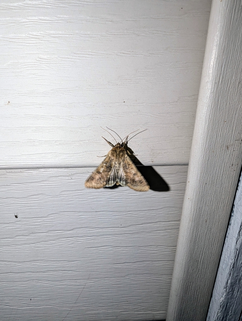 Corn Earworm Moth in October 2024 by Adam · iNaturalist