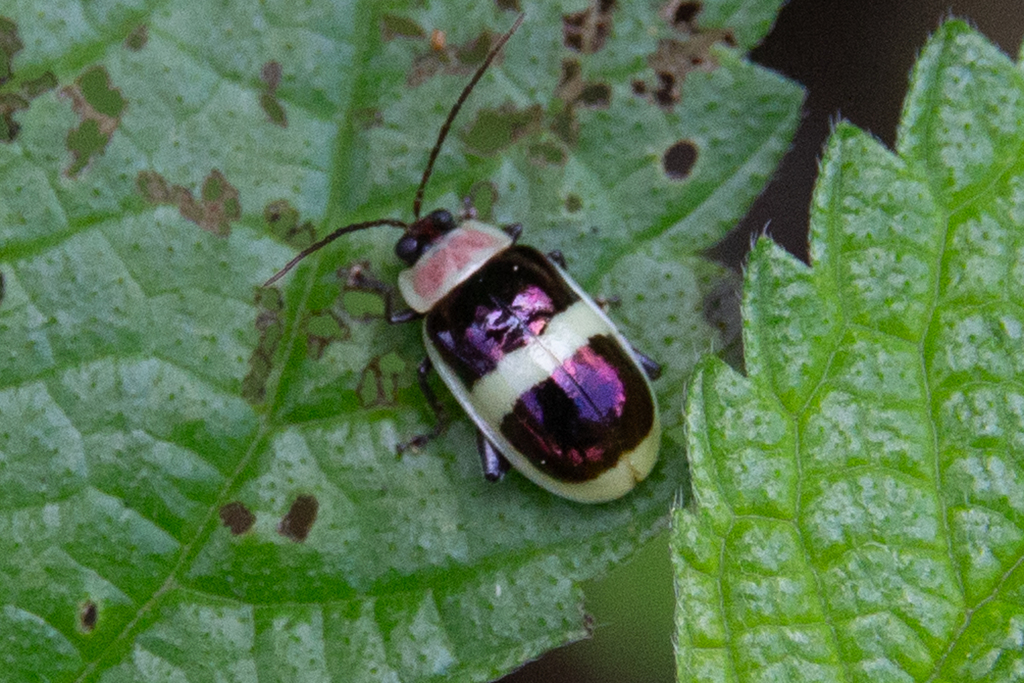 Asphaera vernalis from Metropolitan District of Quito, Ecuador on ...