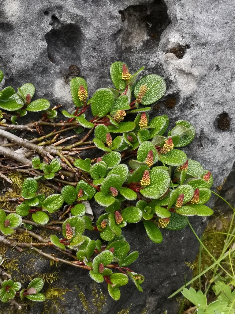 Net-leaved Willow (Salix reticulata) - Botanical Realm