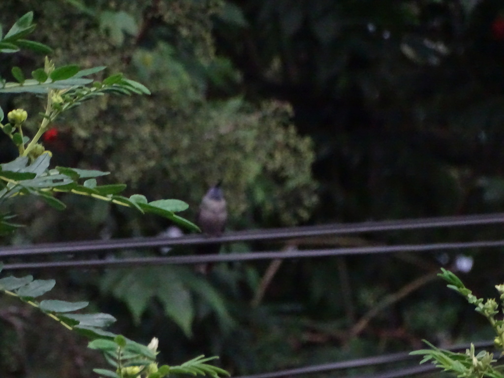 Colibrí garganta amatista en octubre 2024 por Anayeli Guzmán Enríquez ...
