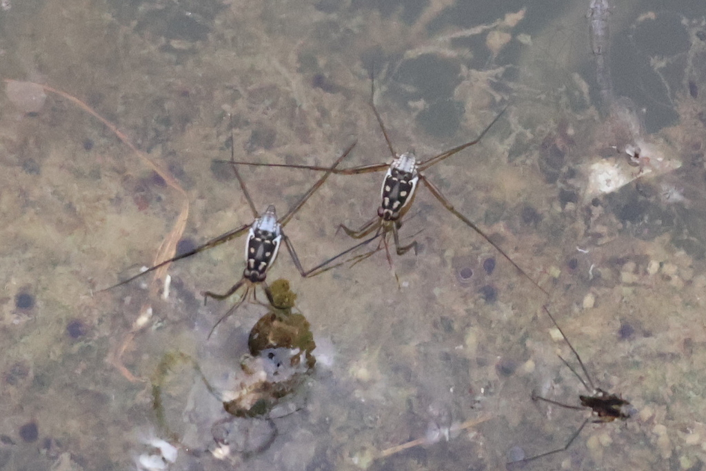 Trepobates subnitidus from Eagle Creek, Speedway, IN, USA on September ...