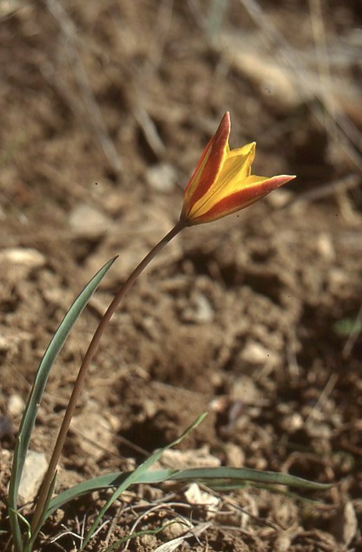 Tulipa iliensis from District d'Enbekchikazakh, Kazakhstan on May 12 ...