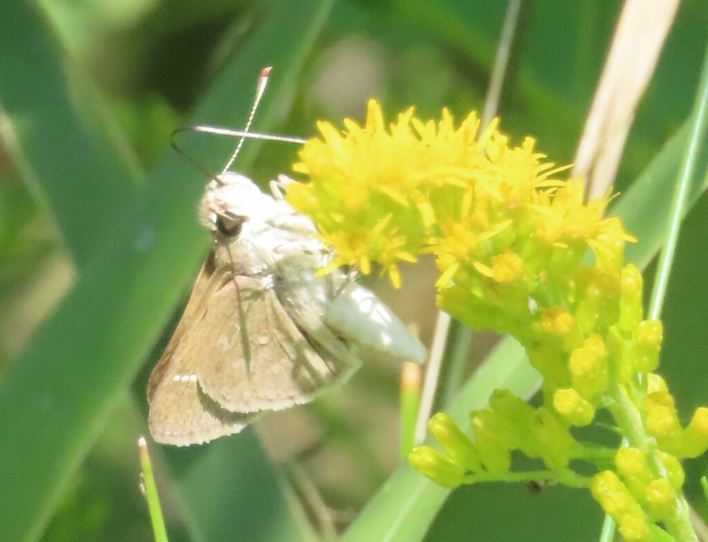 Eufala Skipper from Quintana Neotropical Bird Sanctuary, 814 Lamar St ...