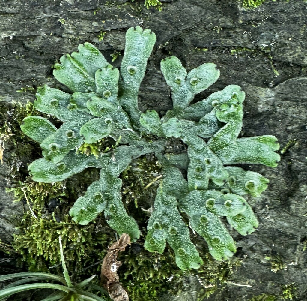Marchantia from Along Alabama River, upstream of Benton boat ramp ...