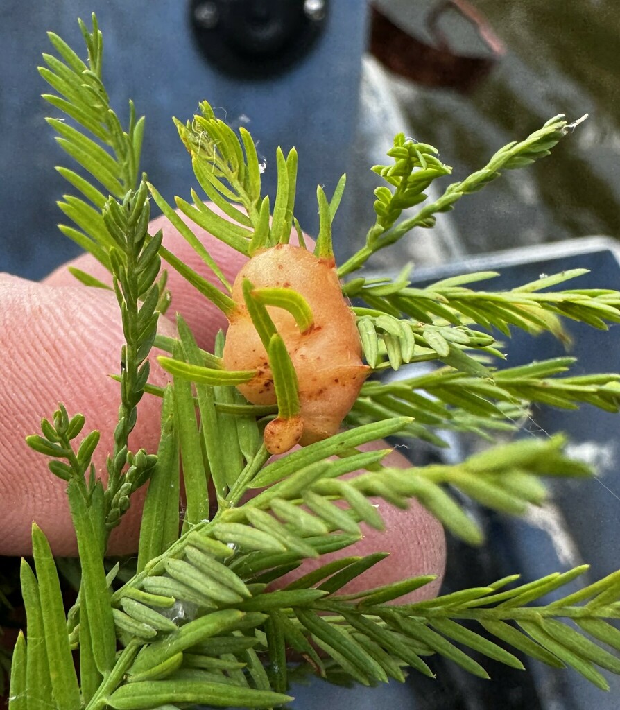 Cypress Twig Gall Midge from Along Alabama River, downstream of Benton ...