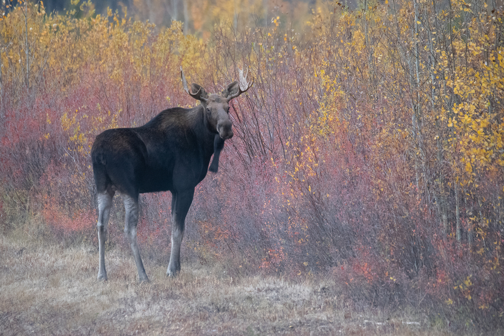 Northwestern Moose from South Slave Region, NT X0E, Canada on September ...