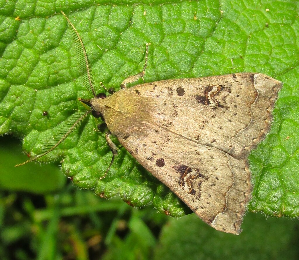 Slender owlet moth from Remutaka Hill, New Zealand on October 12, 2024 ...