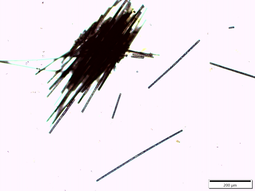 Trichodesmium erythraeum from Golden Beach QLD 4551, Australia on ...