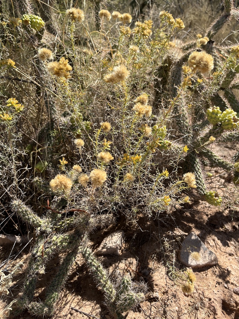 burroweed from Power Line Utility Road, Tucson, AZ, US on October 12 ...