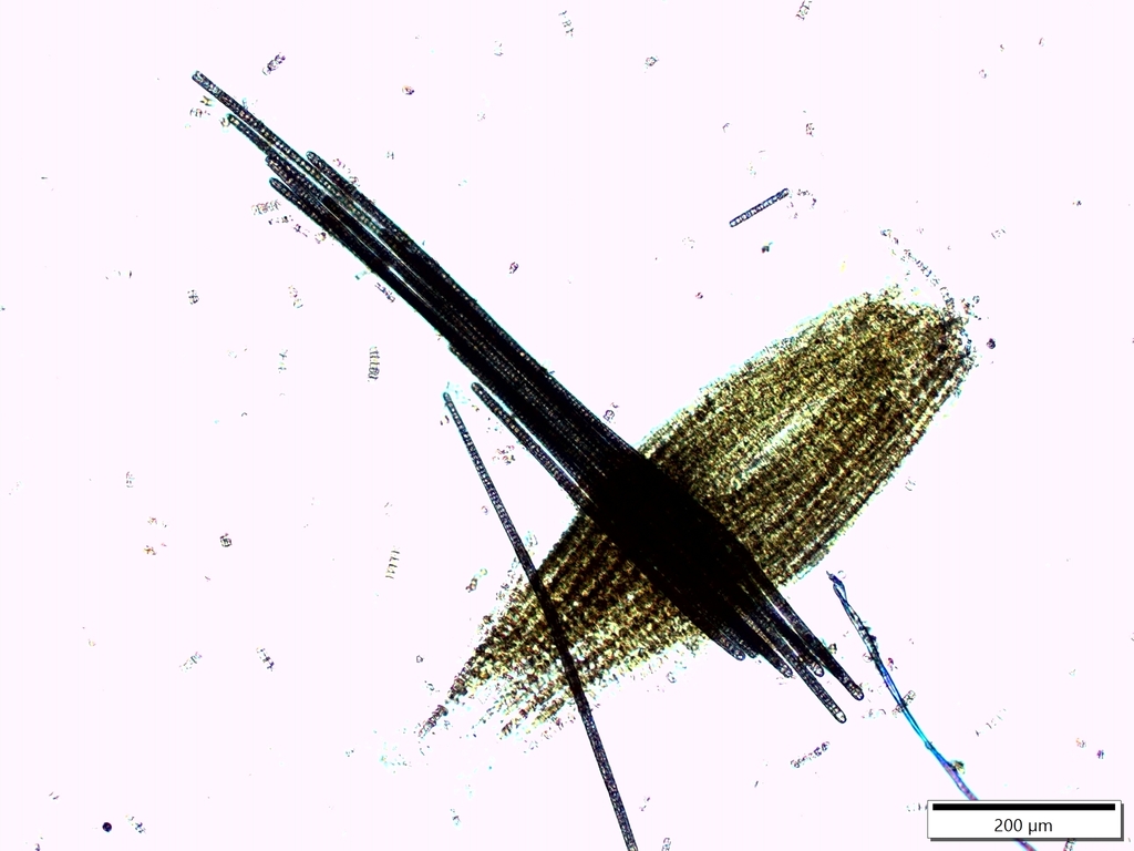Trichodesmium erythraeum from Golden Beach QLD 4551, Australia on ...